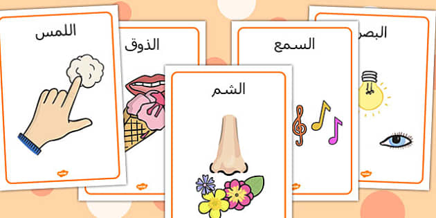 👉 ملصقات الحواس الخمس - الحواس الخمس،