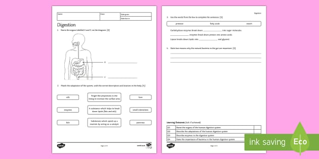 Digestive System Worksheets - KS3 Secondary Resources