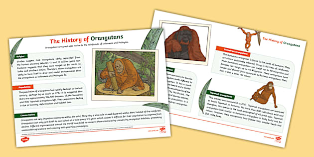 What Is International Orangutan Day? - Twinkl