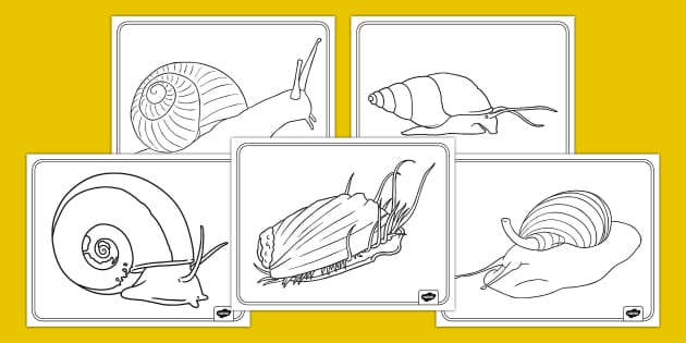 Snail Coloring Sheets (Hecho por educadores) - Twinkl