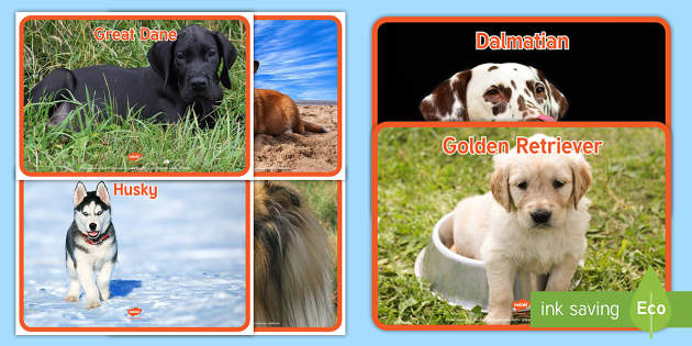 Dog Display Photos (creat de profesori)