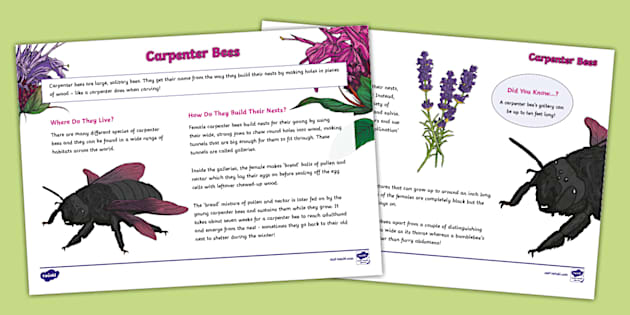 Carpenter Bees Fact File - Educational Resource - Twinkl