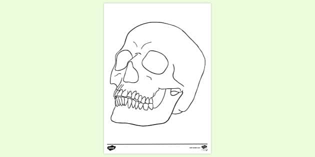 skull coloring pages simple