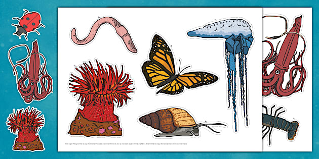 Recortables: Animales invertebrados (teacher made) - Twinkl