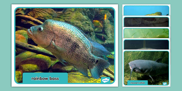 Freshwater Fish Photos (Teacher-Made) - Twinkl