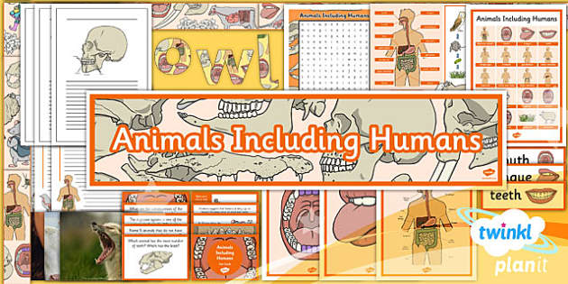 Science: Animals Including Humans Year 4 Unit Additional Resources