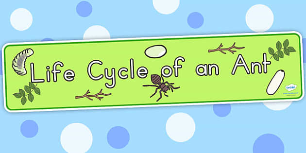 FREE! - Ant Life Cycle Display Banner (teacher made)