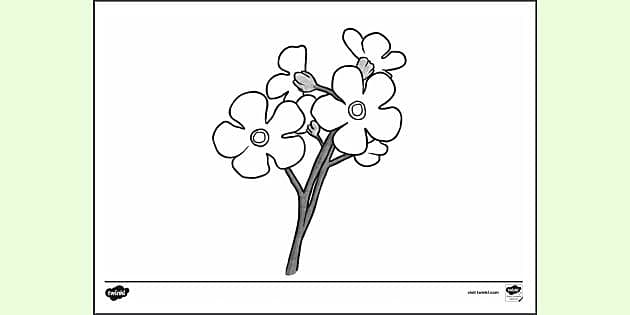 Blue Stickseed Colouring | Colouring Sheets (Teacher-Made)