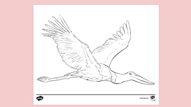 Jabiru Colouring Sheet | Colouring Sheets
