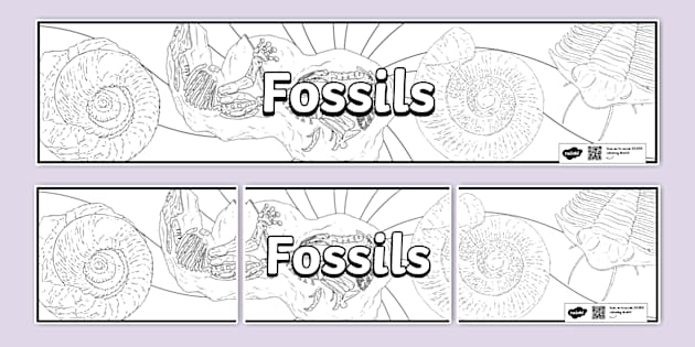 Fossils Colouring Display Banner Teacher Made Twinkl