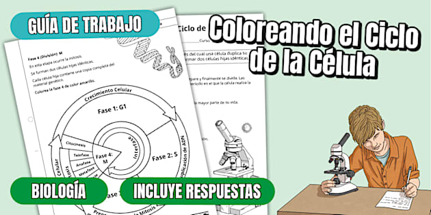 Guía de Trabajo | Ciclo Celular | Biología | 7° Básico