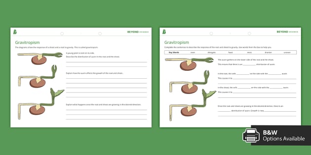 Gravitropism Worksheet (teacher made)