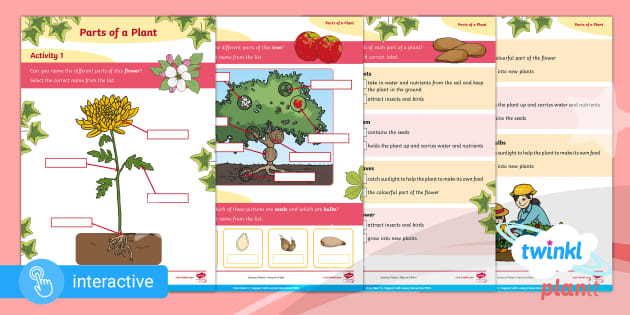 Interactive PDF: Home Learning: Science: Parts of a Plant