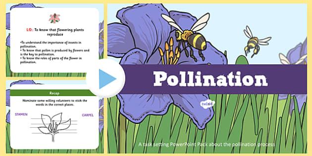 Life Cycle Flower Pollination Task Setter Powerpoint Pack - life