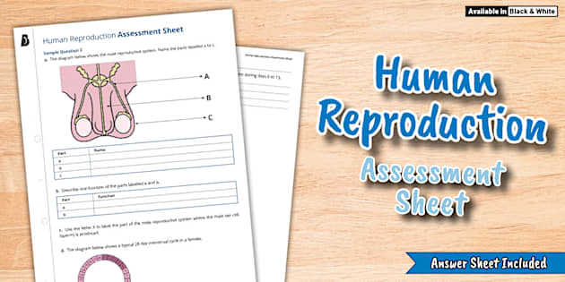 Human Reproduction Sample Question 2 Assessment Sheet