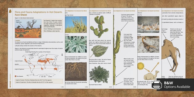 AQA Flora and Fauna Adaptations in Hot Deserts Fact Sheet
