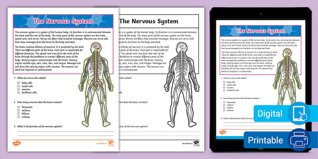 Nervous System Reading Comprehension Worksheet PDF | Twinkl