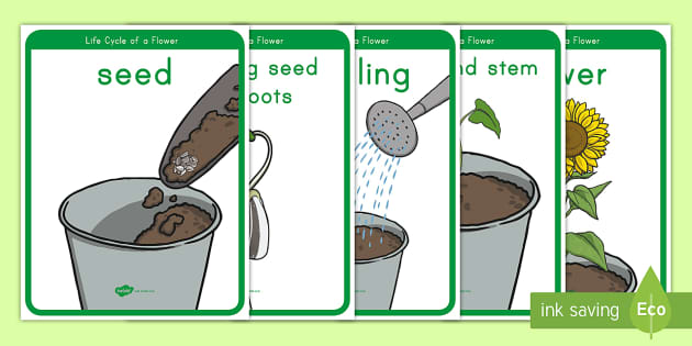 Life Cycle of a Flower Posters