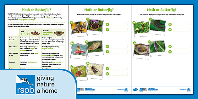 FREE! - Moth or Butterfly Identification | RSPB | Twinkl Resources