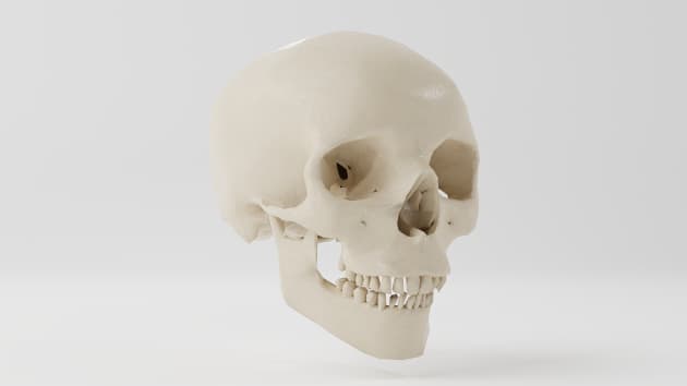 3D Model: Human Body - Human Skull (professor feito)