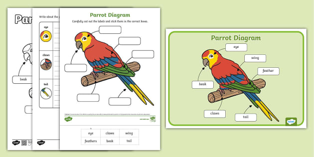 Parrot Diagram Pack (l'enseignant a fait) - Twinkl