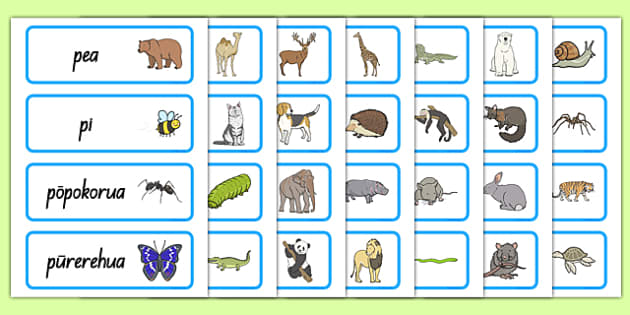 Animals Word Cards (öğretmen yaptı) - Twinkl