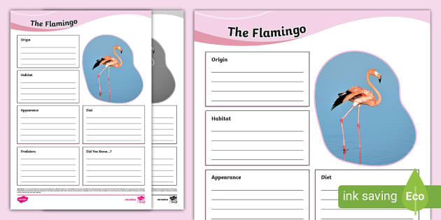 Flamingo Fact File Template (l'enseignant a fait) - Twinkl