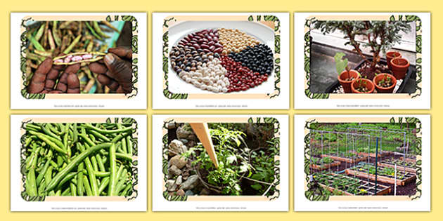 Picture of a Real Beanstalk - Primary Resources