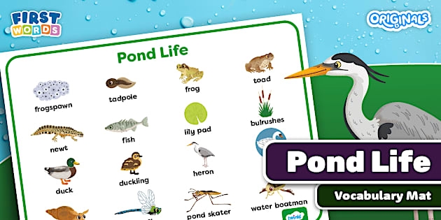 Pond Life Vocabulary Mat