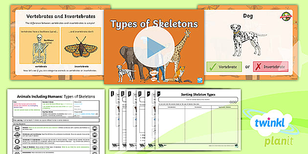 Science: Animals Including Humans: Invertebrates Lesson Plan