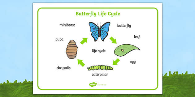 Butterfly Life Cycle Word Mat (Minibeasts) - Teaching Resource