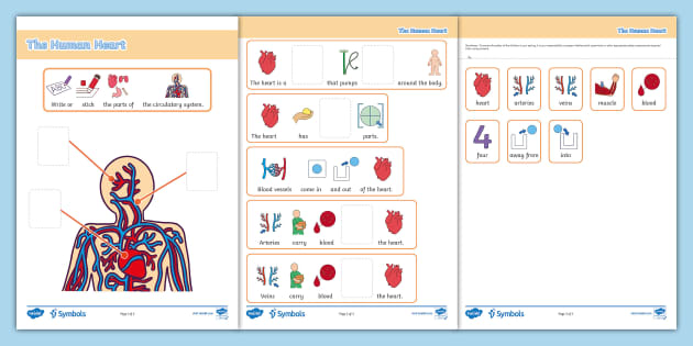 Twinkl Symbols: Science: Circulatory System Labelling
