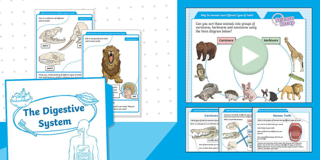 Step into Science: Year 4: Summer: Block 4: The Digestive System: Steps ...