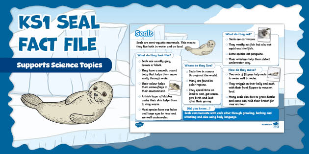 Seals Fact File - KS1 - Animals - Twinkl