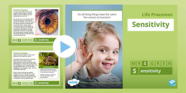 Level 3-4 Life Processes Slideshow - Sensitivity - Twinkl