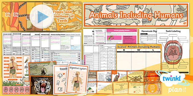 Science: Animals Including Humans Year 4 Unit Pack