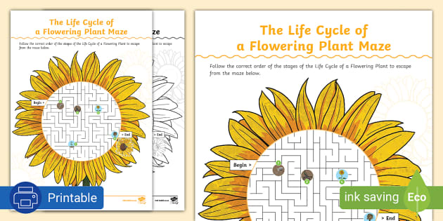 The Life Cycle of a Flowering Plant Maze (teacher made)