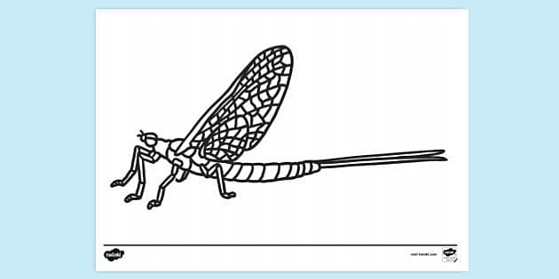 Mayfly Colouring Sheets | Colouring Pages (teacher made)