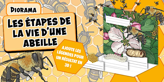 Activité manuelle : Diorama - Les étapes de la vie d'une abeille