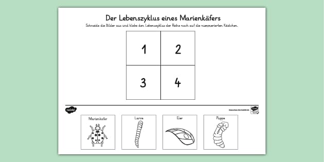 Der Lebenszyklus eines Marienkäfers - Arbeitsblatt - Twinkl Der Lebenszyklus eines Marienkäfers - Arbeitsblatt - Twinkl