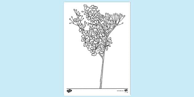 Realistic Flower Colouring | Colouring Sheets