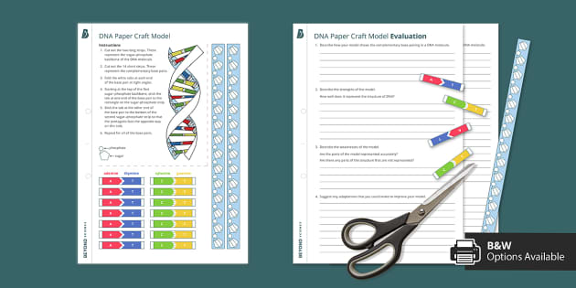DNA Paper Craft (teacher made)