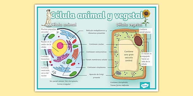Lámina de una célula vegetal y animal | Twinkl - Twinkl