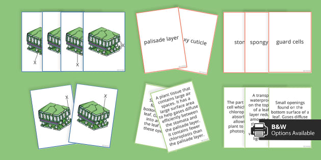 Leaf Structure And Function Find A Friend Card Sort