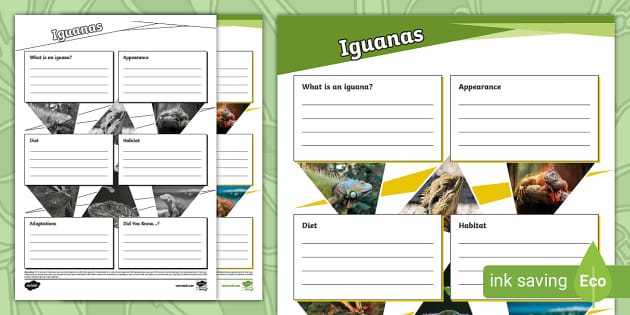 * NEW * Iguana Fact File Template (l'enseignant a fait)
