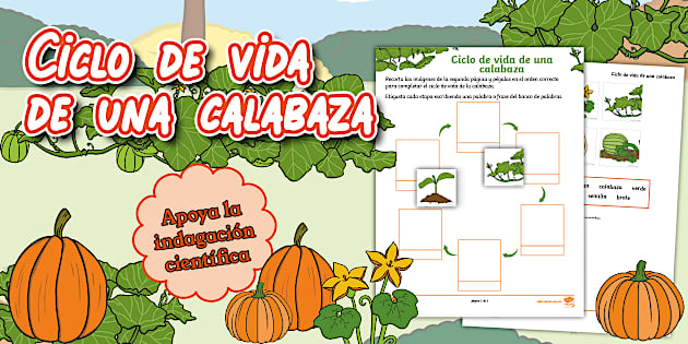 Hoja de actividad: Recortar y pegar - Ciclo de vida de una calabaza