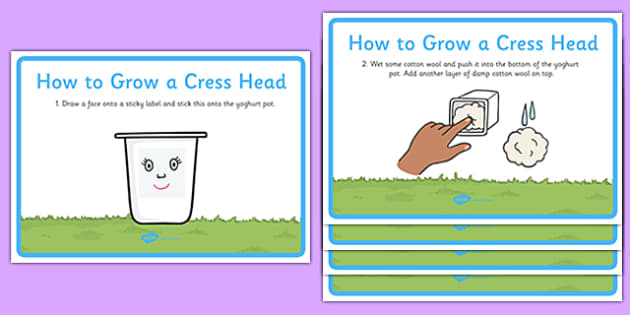 How to Grow a Cress Head Display Posters (teacher made)
