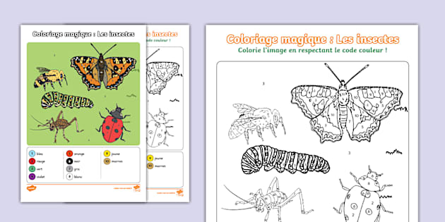 Coloriage magique : Les insectes - Twinkl
