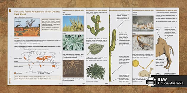 AQA Flora and Fauna Adaptations in Hot Deserts Fact Sheet