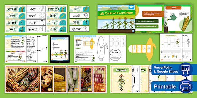 Life Cycle of a Corn Plant Lesson Pack for K-2nd Grade